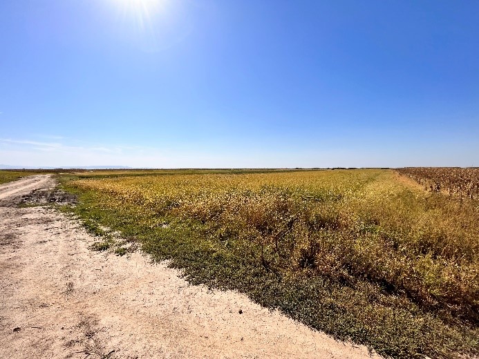 Cota de 3/4 din teren extravilan arabil in suprafata de 8500 mp situat ...